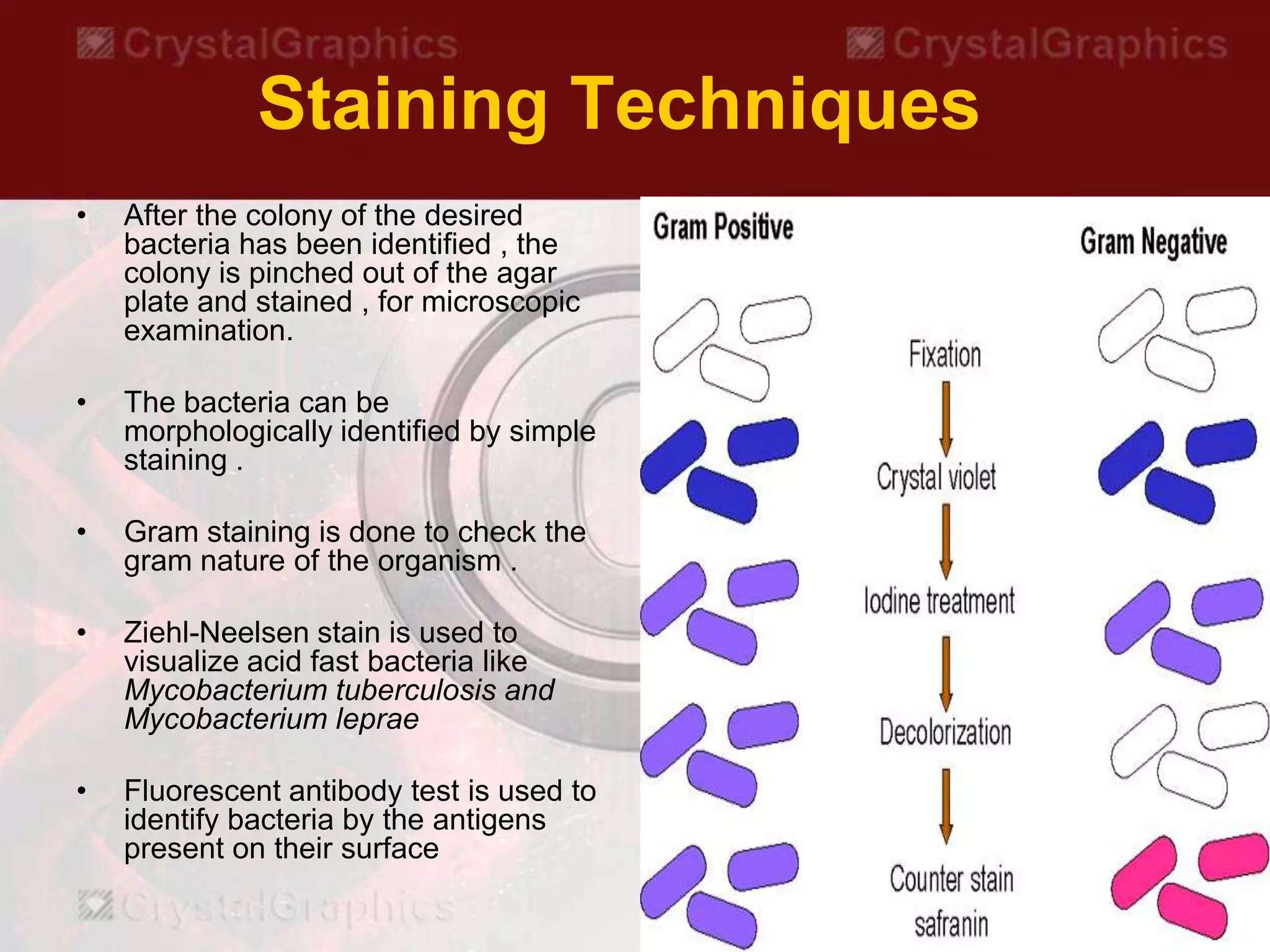 Bacterial Identification by 16s rRNA Sequencing.ppt