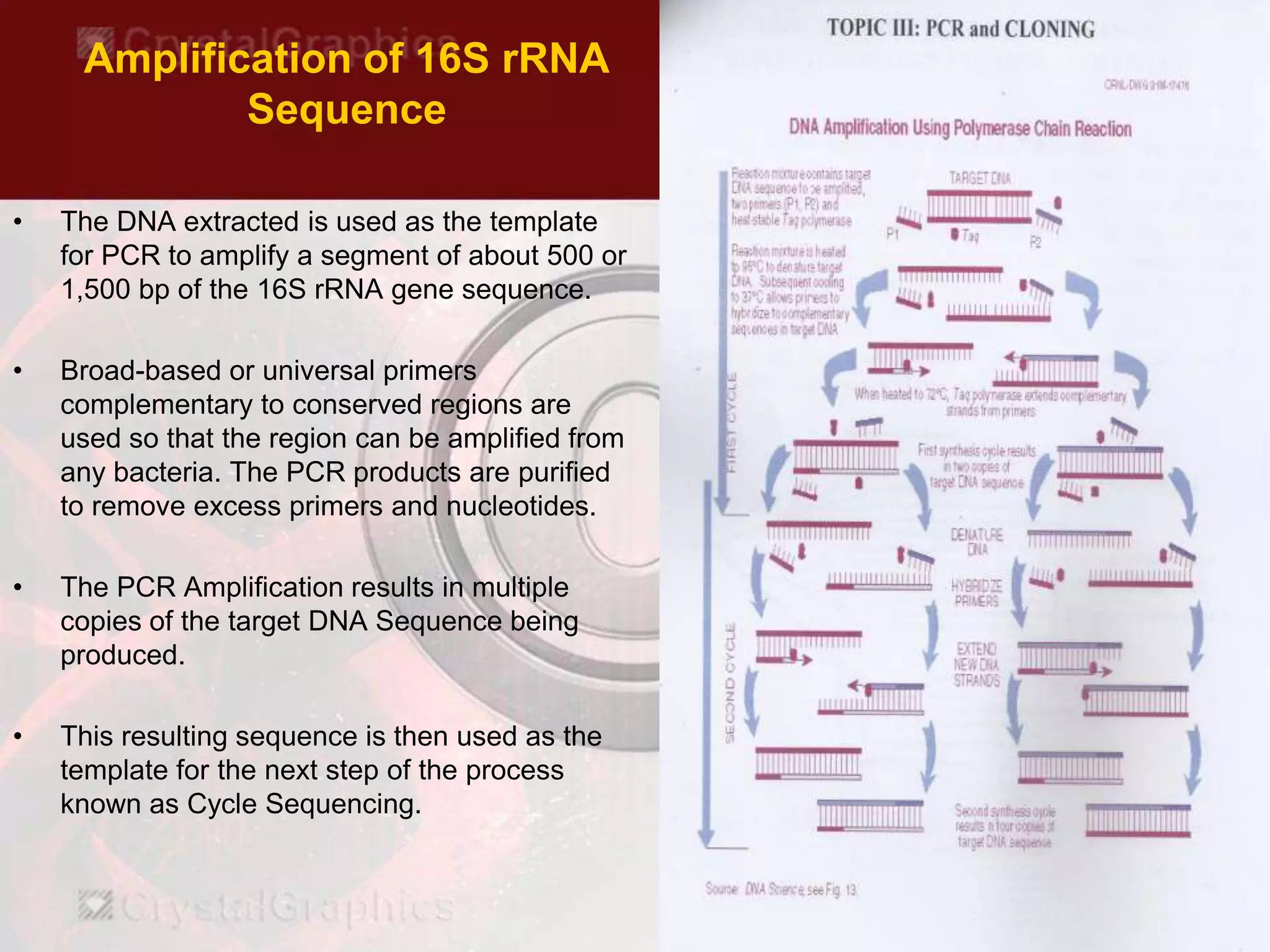 Bacterial Identification by 16s rRNA Sequencing.ppt