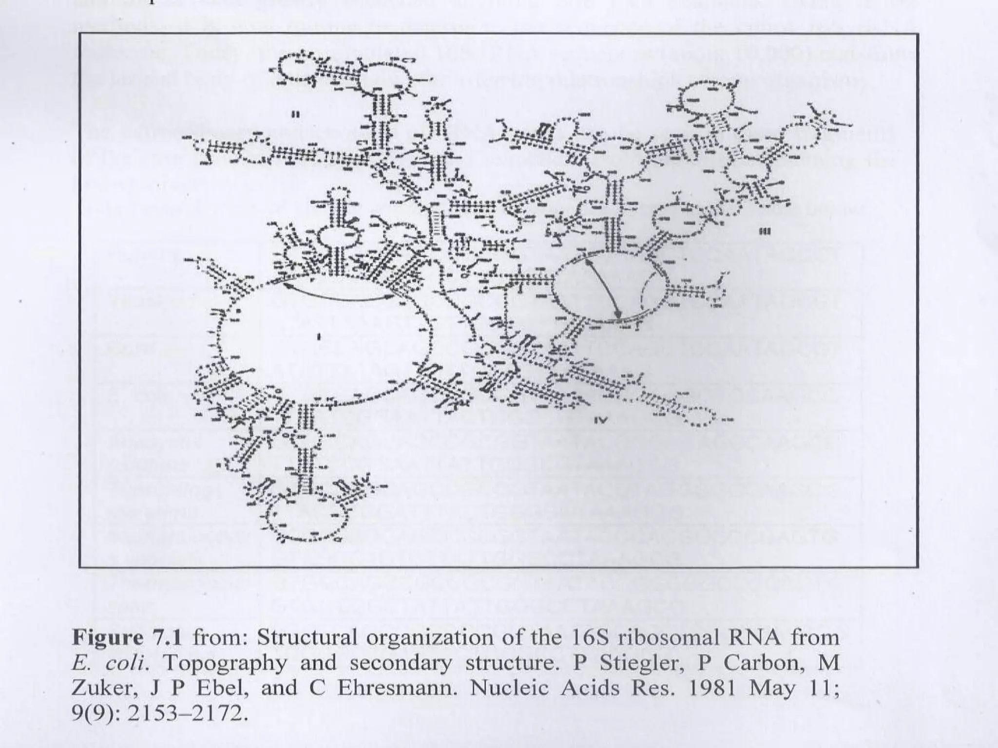 Bacterial Identification by 16s rRNA Sequencing.ppt
