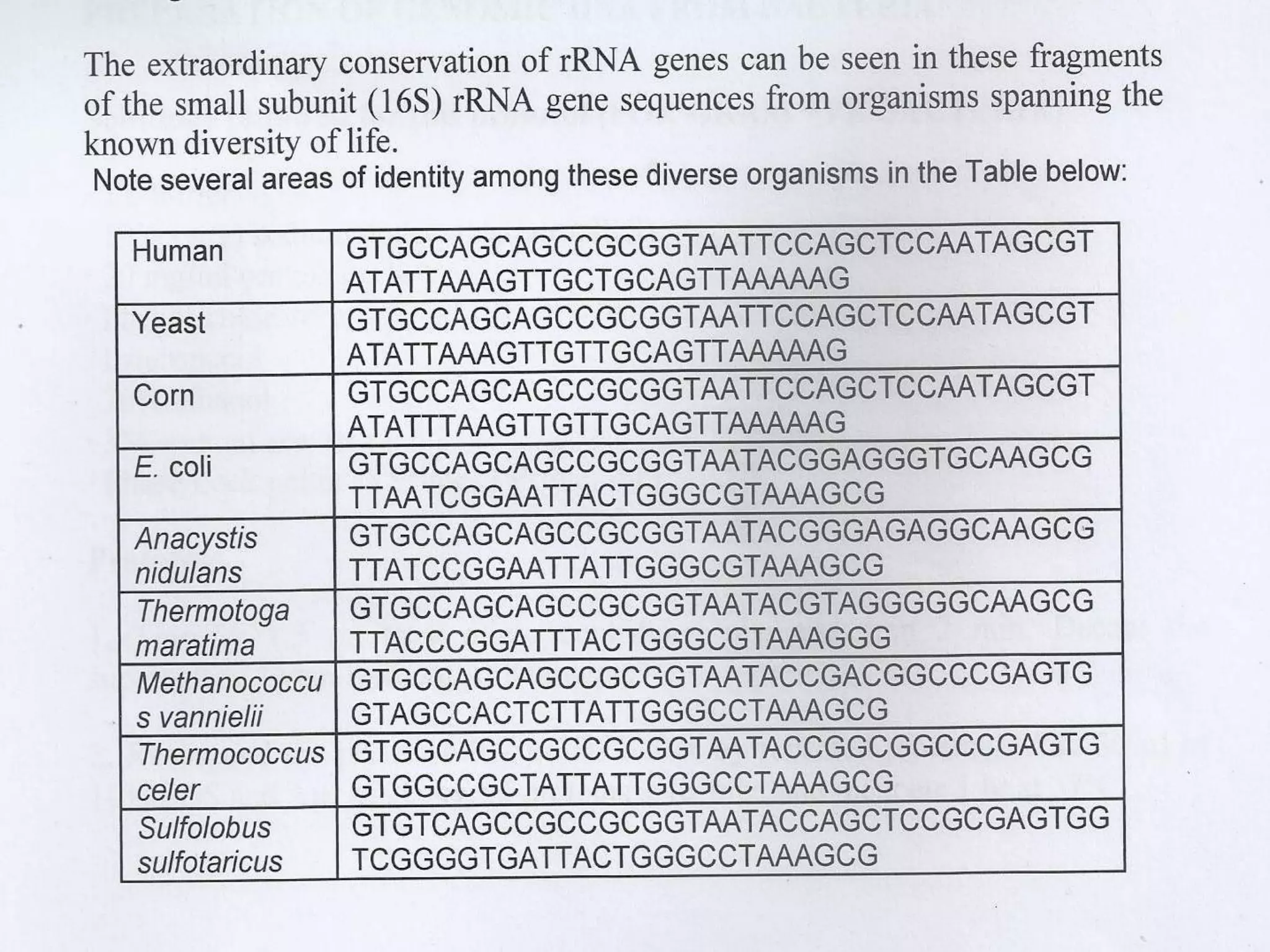 Bacterial Identification by 16s rRNA Sequencing.ppt
