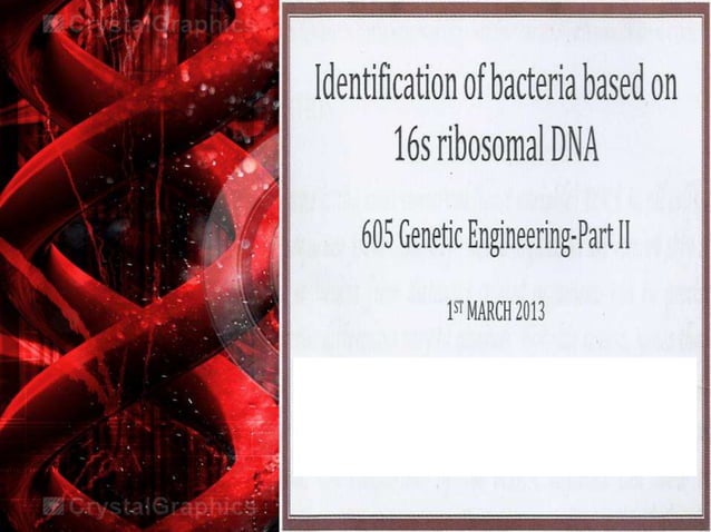 Bacterial Identification by 16s rRNA Sequencing.ppt | Biological ...