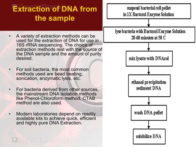Bacterial Identification by 16s rRNA Sequencing.ppt | Biological Sciences | Science