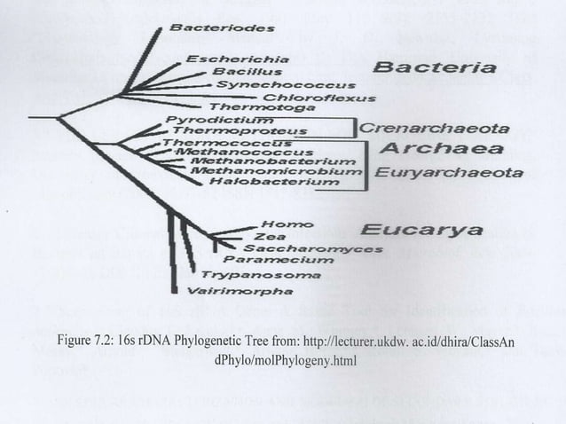 Bacterial Identification by 16s rRNA Sequencing.ppt | Biological ...