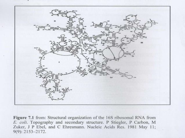 Bacterial Identification by 16s rRNA Sequencing.ppt | Biological Sciences | Science