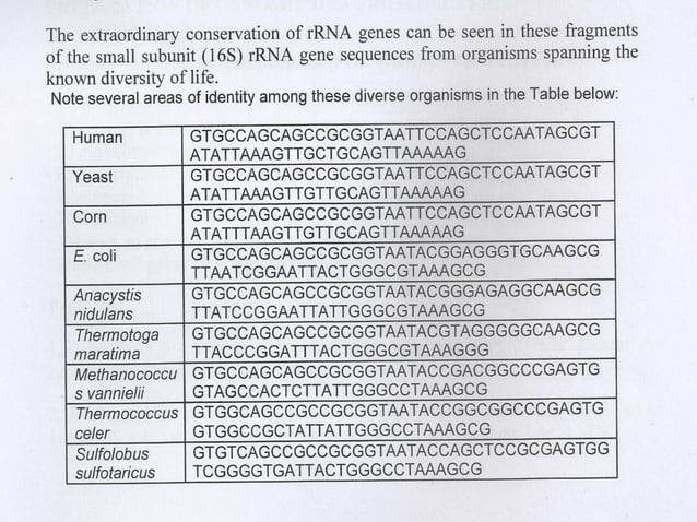 Bacterial Identification by 16s rRNA Sequencing.ppt | Biological Sciences | Science