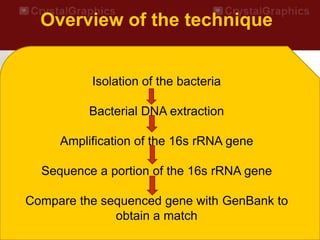 Bacterial Identification by 16s rRNA Sequencing.ppt
