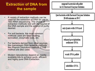 16s Rrna For Bacterial Identification
