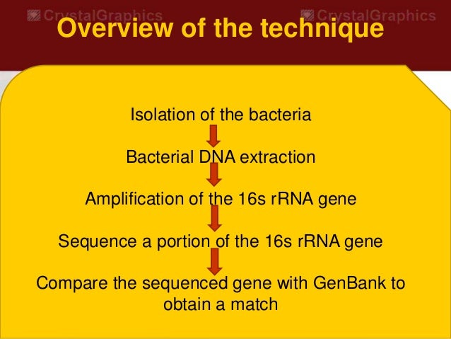 Bacterial Identification by 16s rRNA Sequencing.ppt