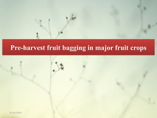 Pre-harvest fruit bagging in major fruit crops | PPTX