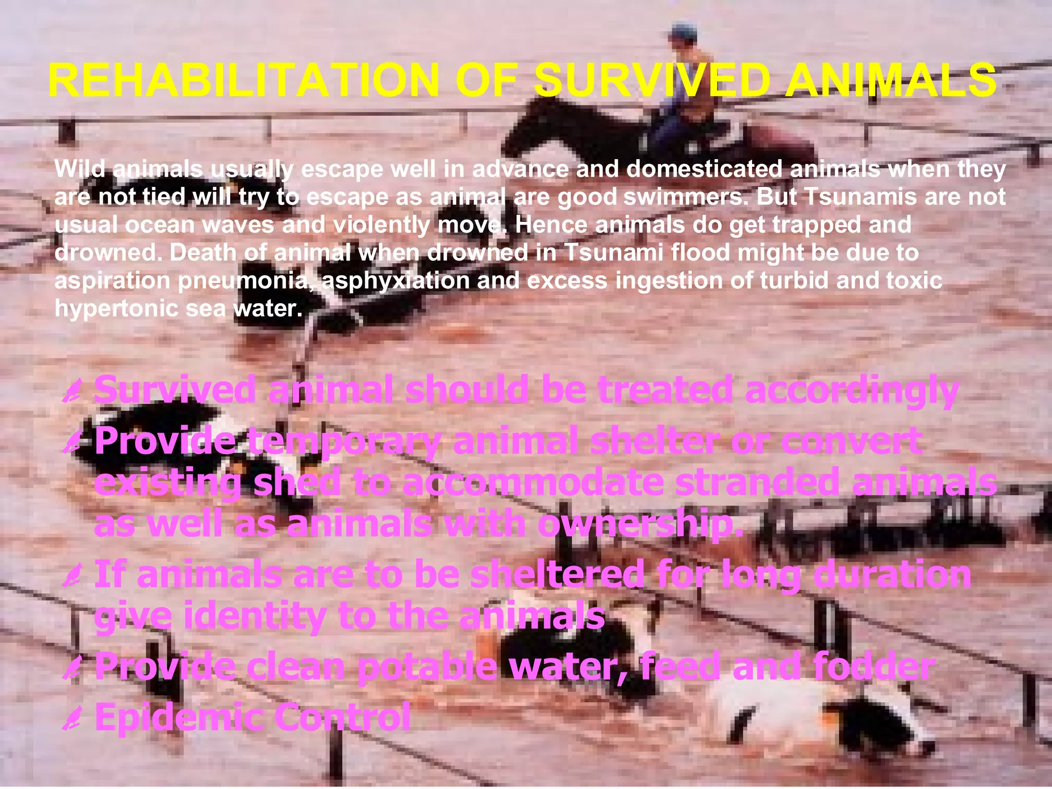 Final Disaster | PPS