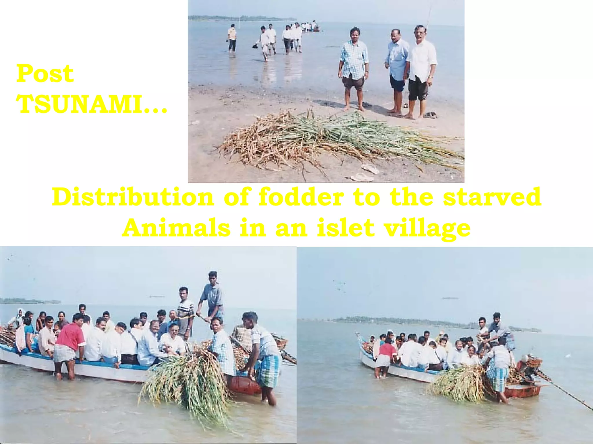 Final Disaster | PPS