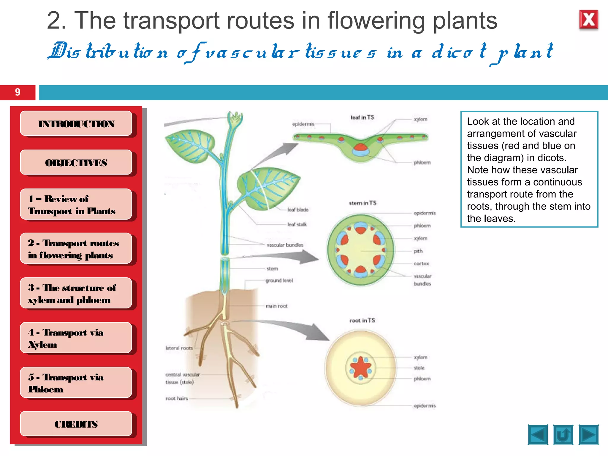Integrated Science M2 Transport in plants | PPT