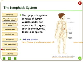 Integrated Science M2 The Human Circulatory System | PPT