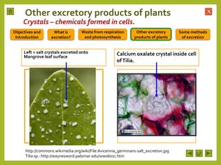 Integrated Science M2 Excretion in plants | PPT
