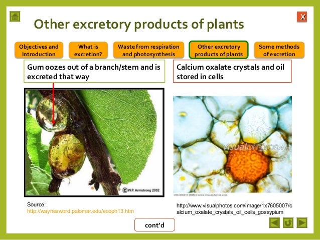 Integrated Science M2 Excretion in plants