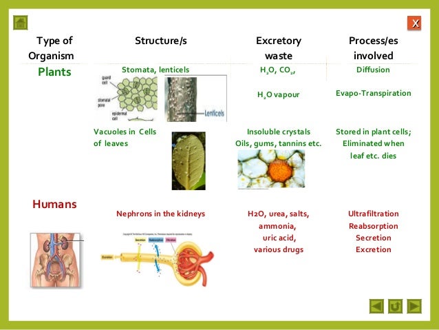 Excretion In Plants