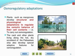 Integrated Science M2 Osmoregulation in Plants | PPT