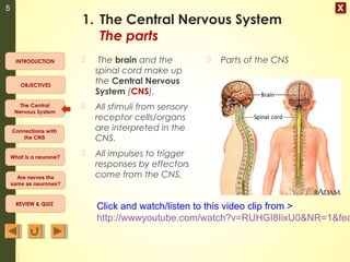 Integrated Science M2 The Central Nervous System | PPT