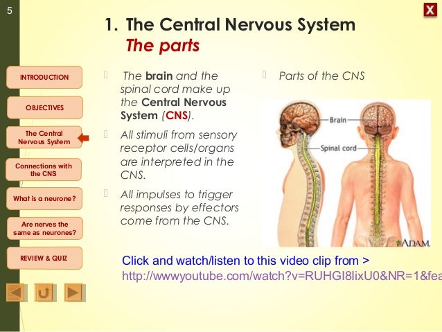 Integrated Science M2 The Central Nervous System