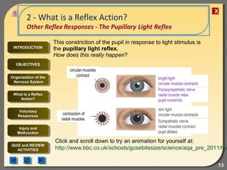 Integrated Science M2 Voluntary and Involuntry Actions | PPT