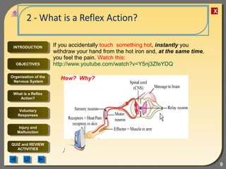 Integrated Science M2 Voluntary and Involuntry Actions | PPT