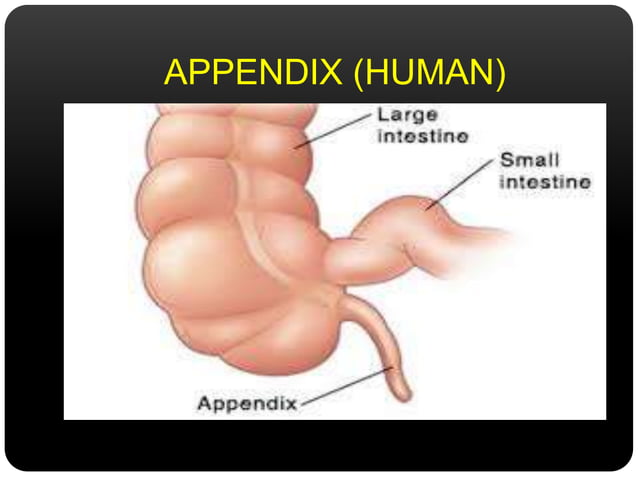 Jean Baptiste Lamarck's theory of inheritance of acquired characters | PPTX