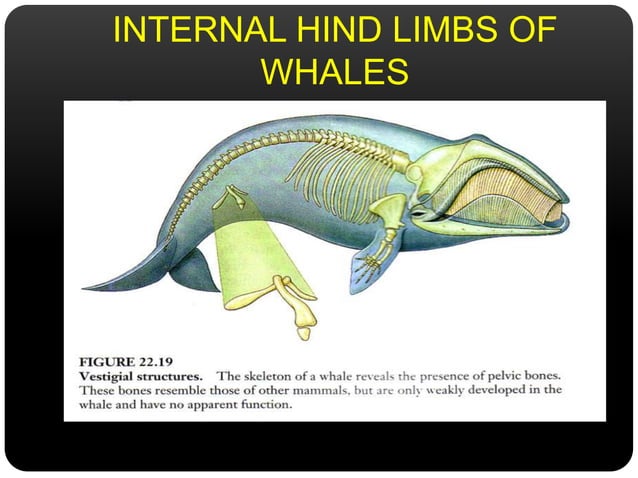 Jean Baptiste Lamarck's theory of inheritance of acquired characters | PPTX
