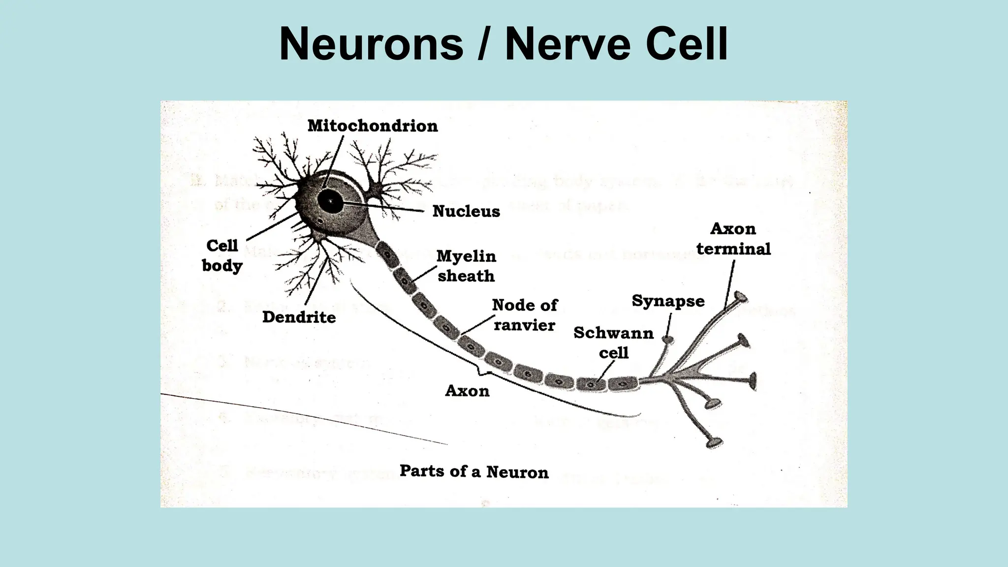 Final Topic: Nervous System Presentation.ppt