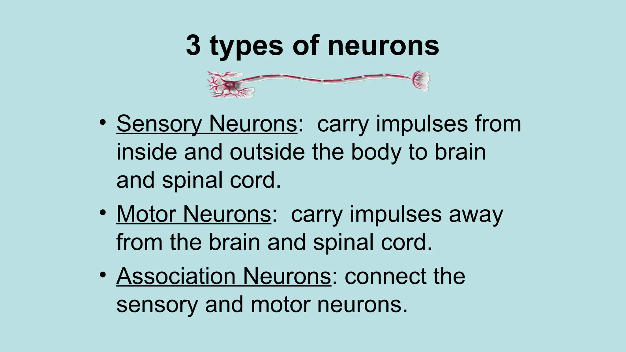 Final Topic: Nervous System Presentation.ppt