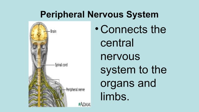 Final Topic: Nervous System Presentation.ppt