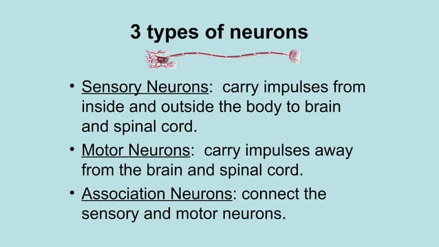 Final Topic: Nervous System Presentation.ppt