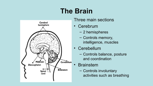Final Topic: Nervous System Presentation.ppt
