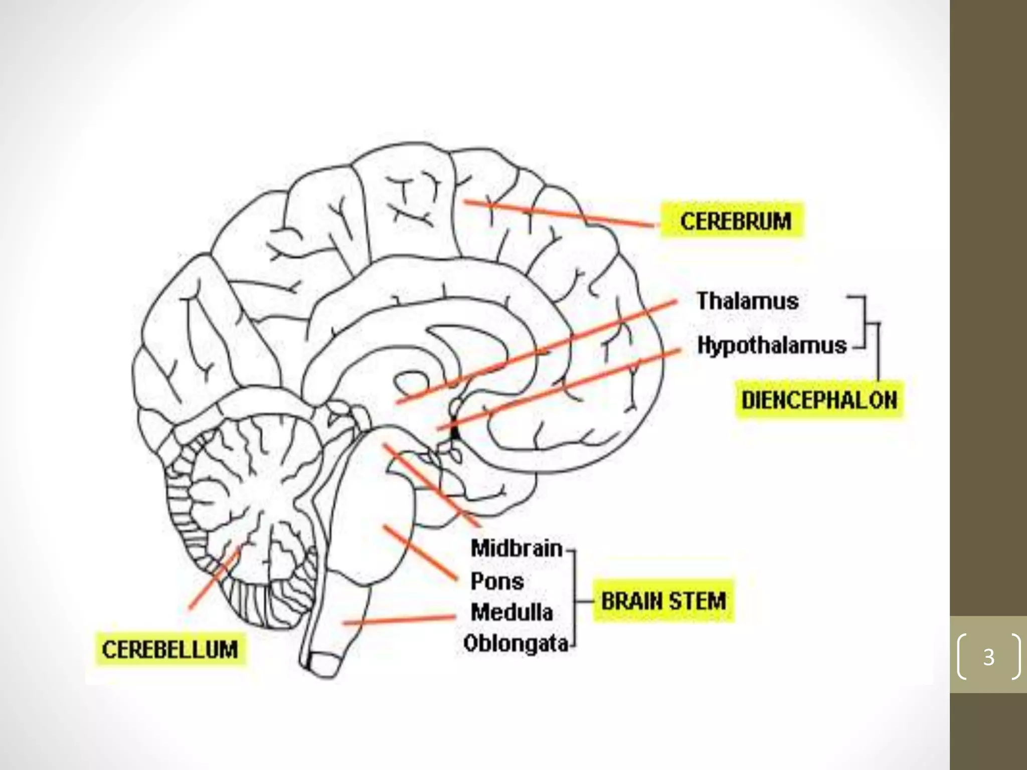 FINAL--PARTS OF BRAIN.pptx
