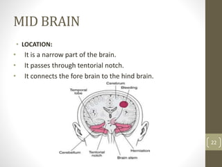 FINAL--PARTS OF BRAIN.pptx