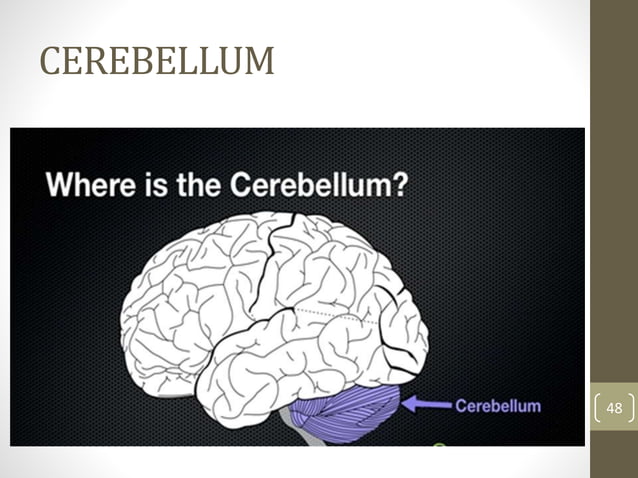 FINAL--PARTS OF BRAIN.pptx