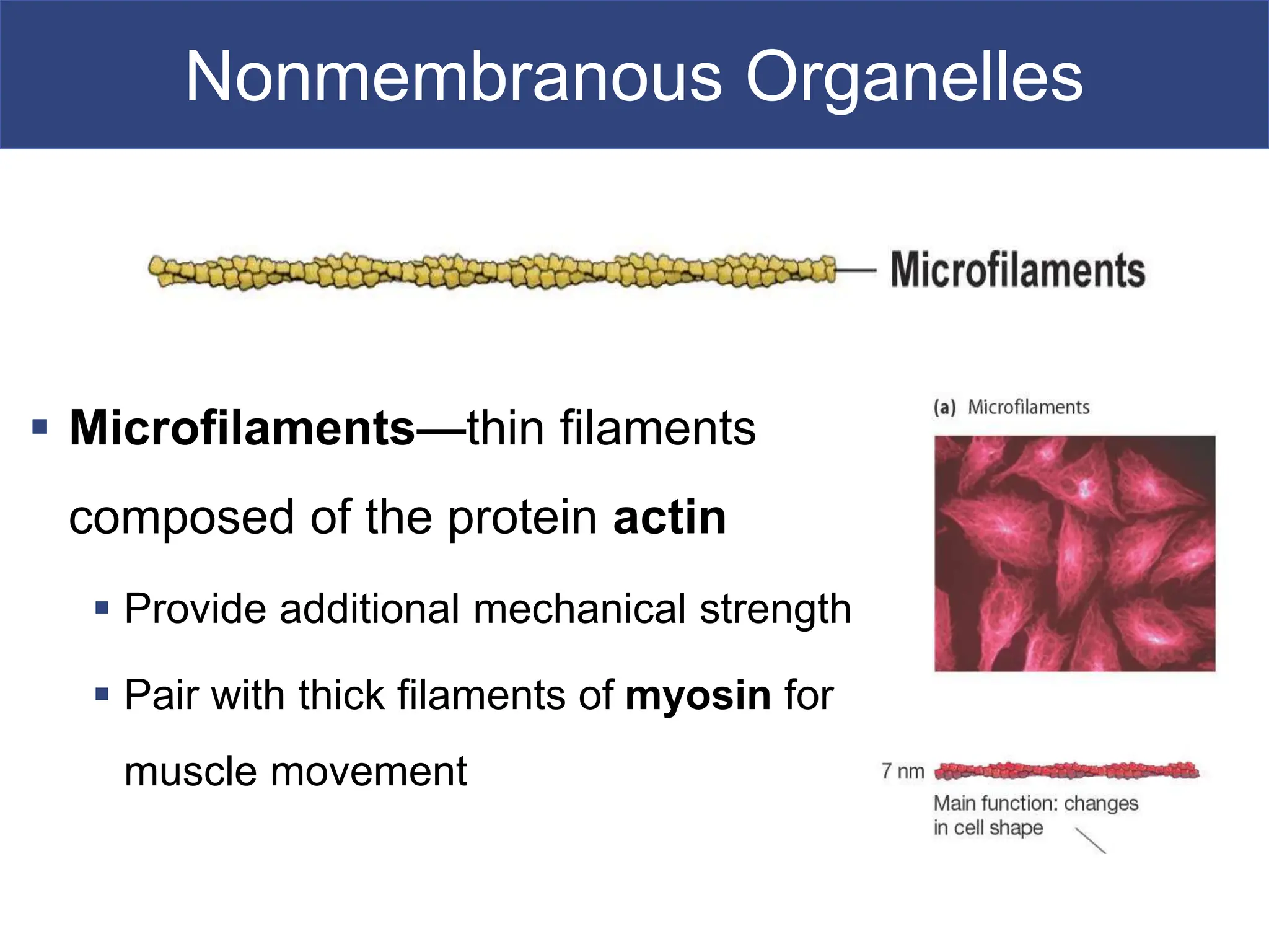Physiology of Cell, Tissues, Membranes and Glands.ppt