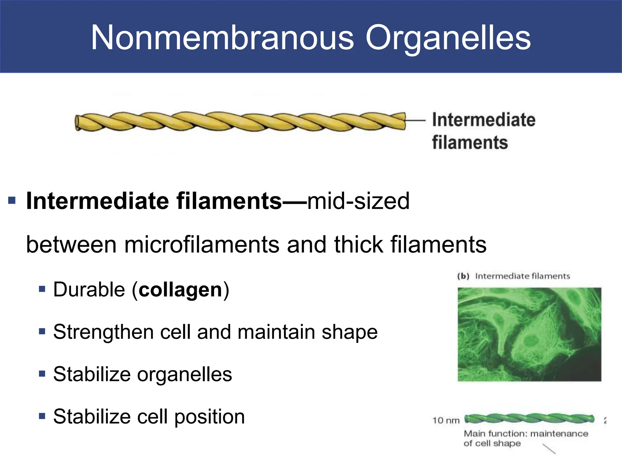Physiology of Cell, Tissues, Membranes and Glands.ppt