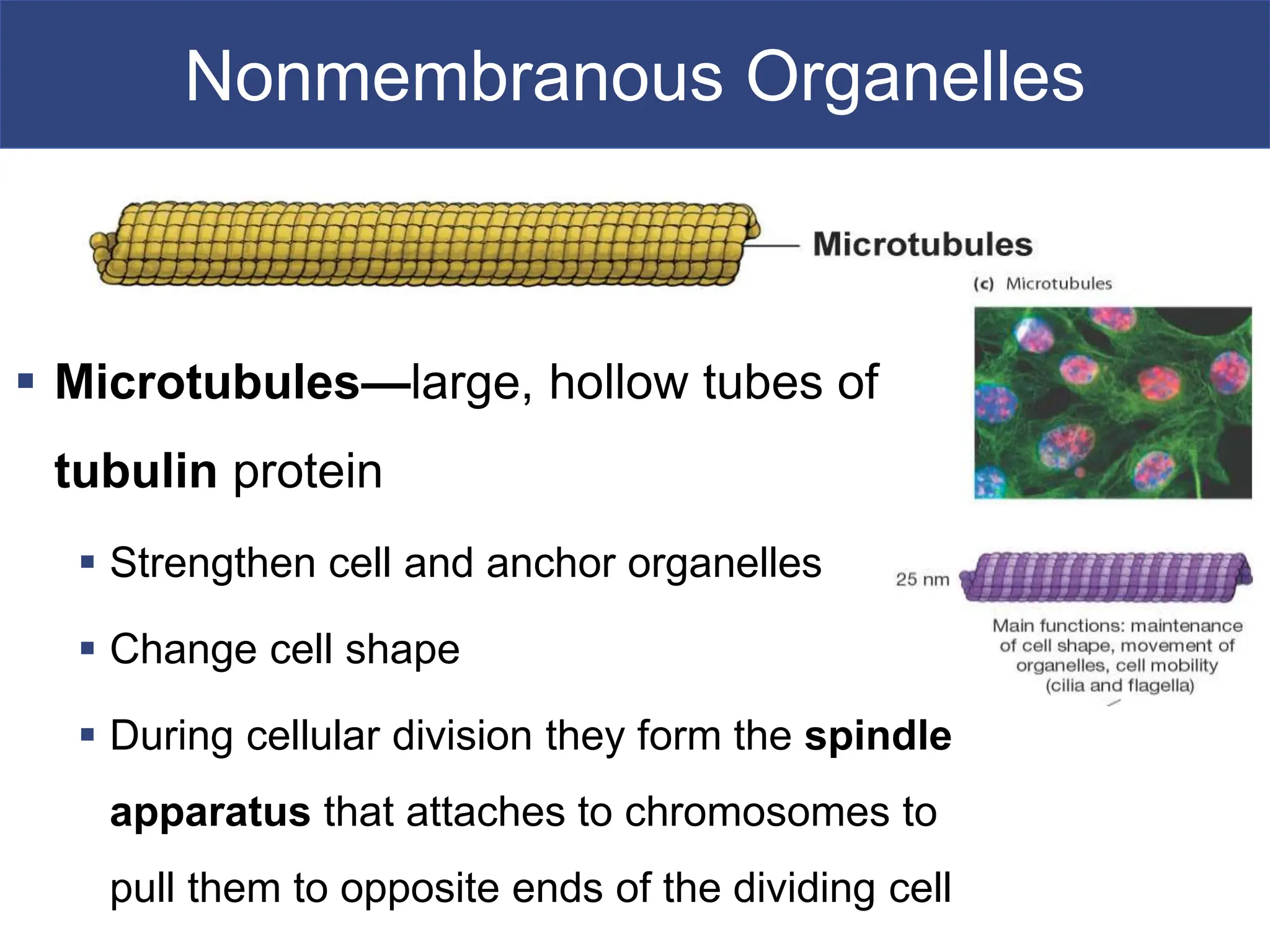 Physiology of Cell, Tissues, Membranes and Glands.ppt