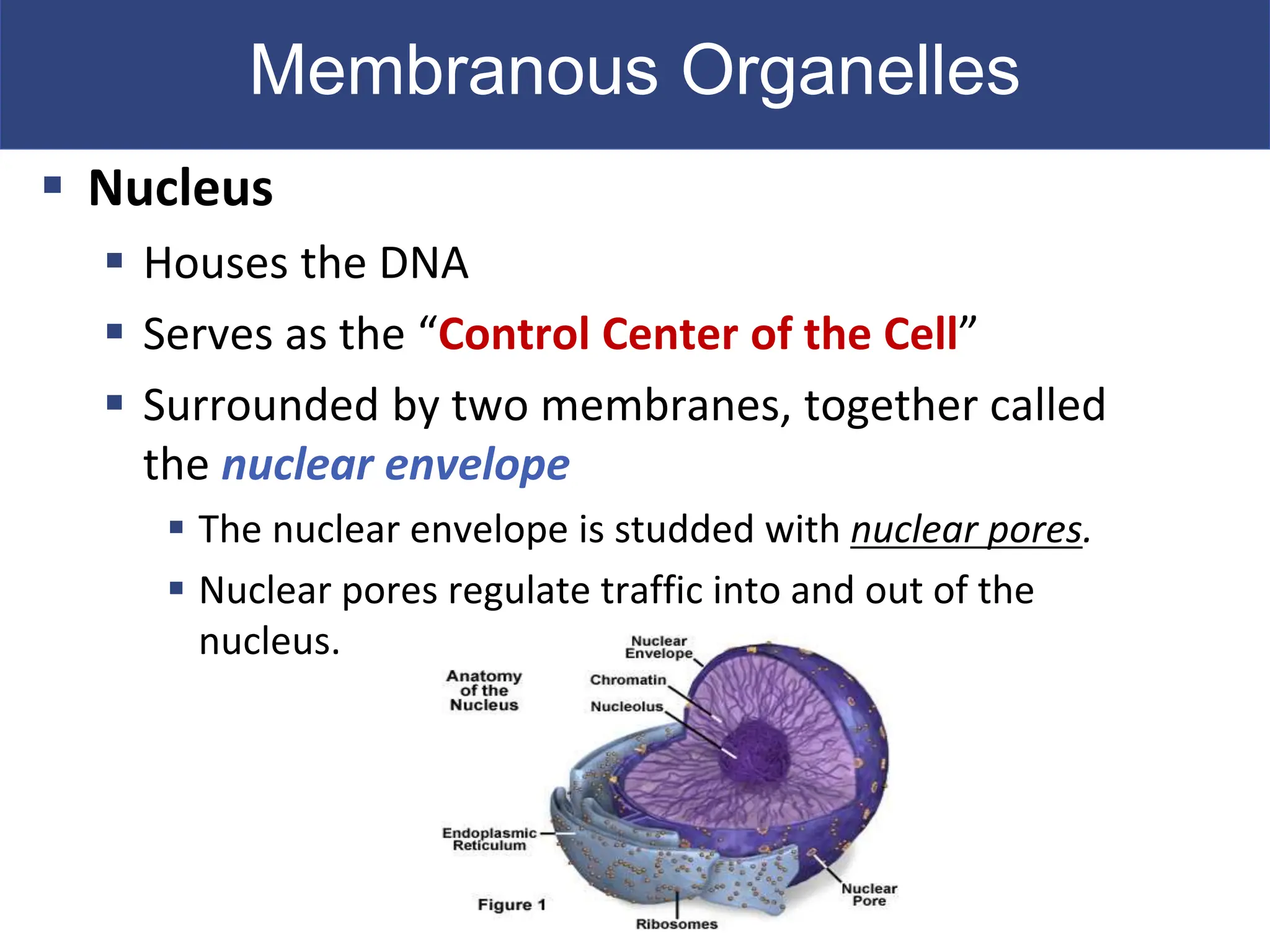 Physiology of Cell, Tissues, Membranes and Glands.ppt