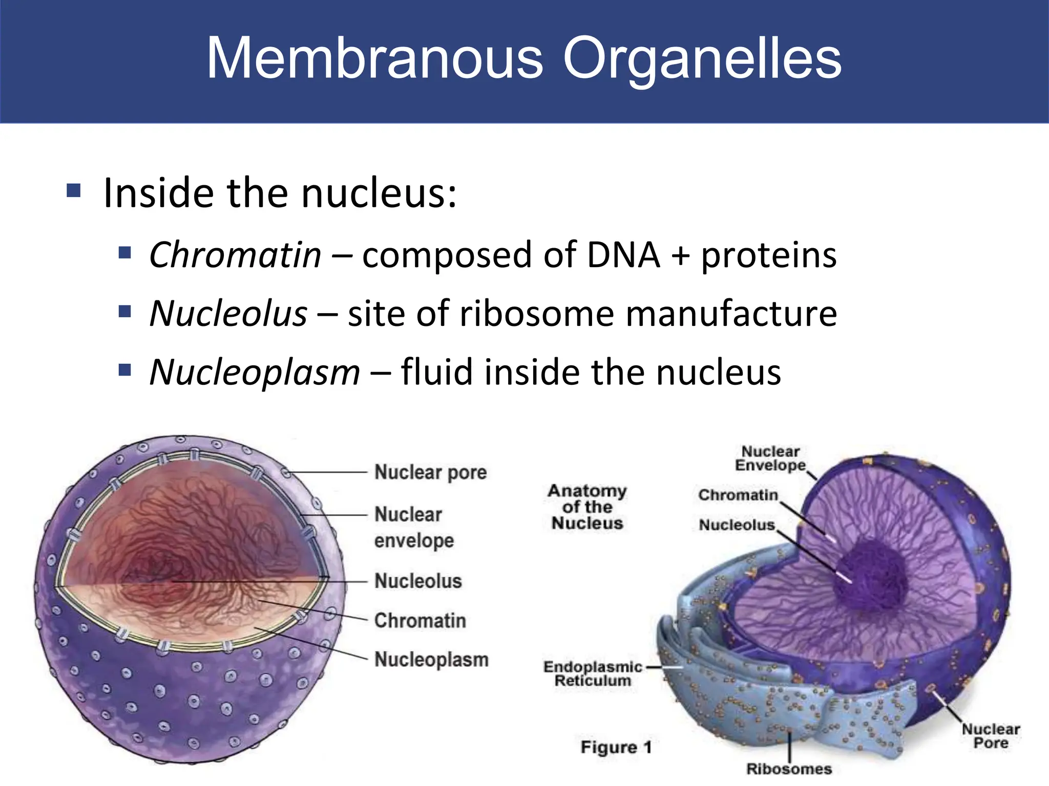 Physiology of Cell, Tissues, Membranes and Glands.ppt