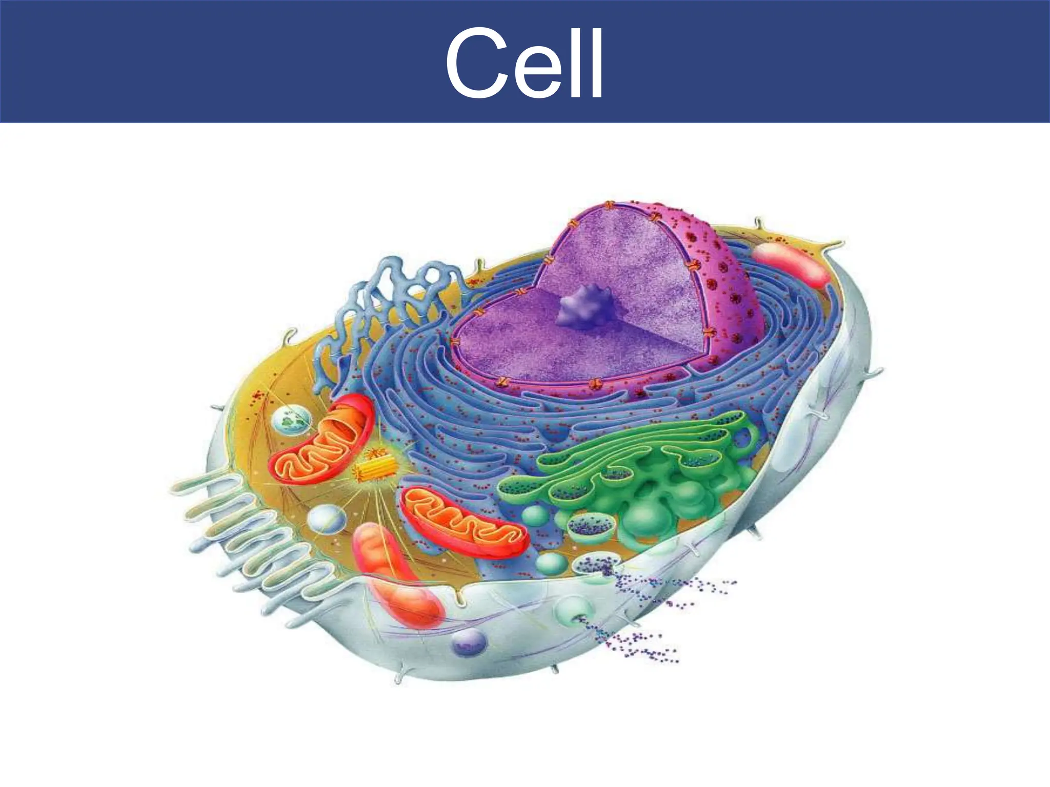 Physiology of Cell, Tissues, Membranes and Glands.ppt