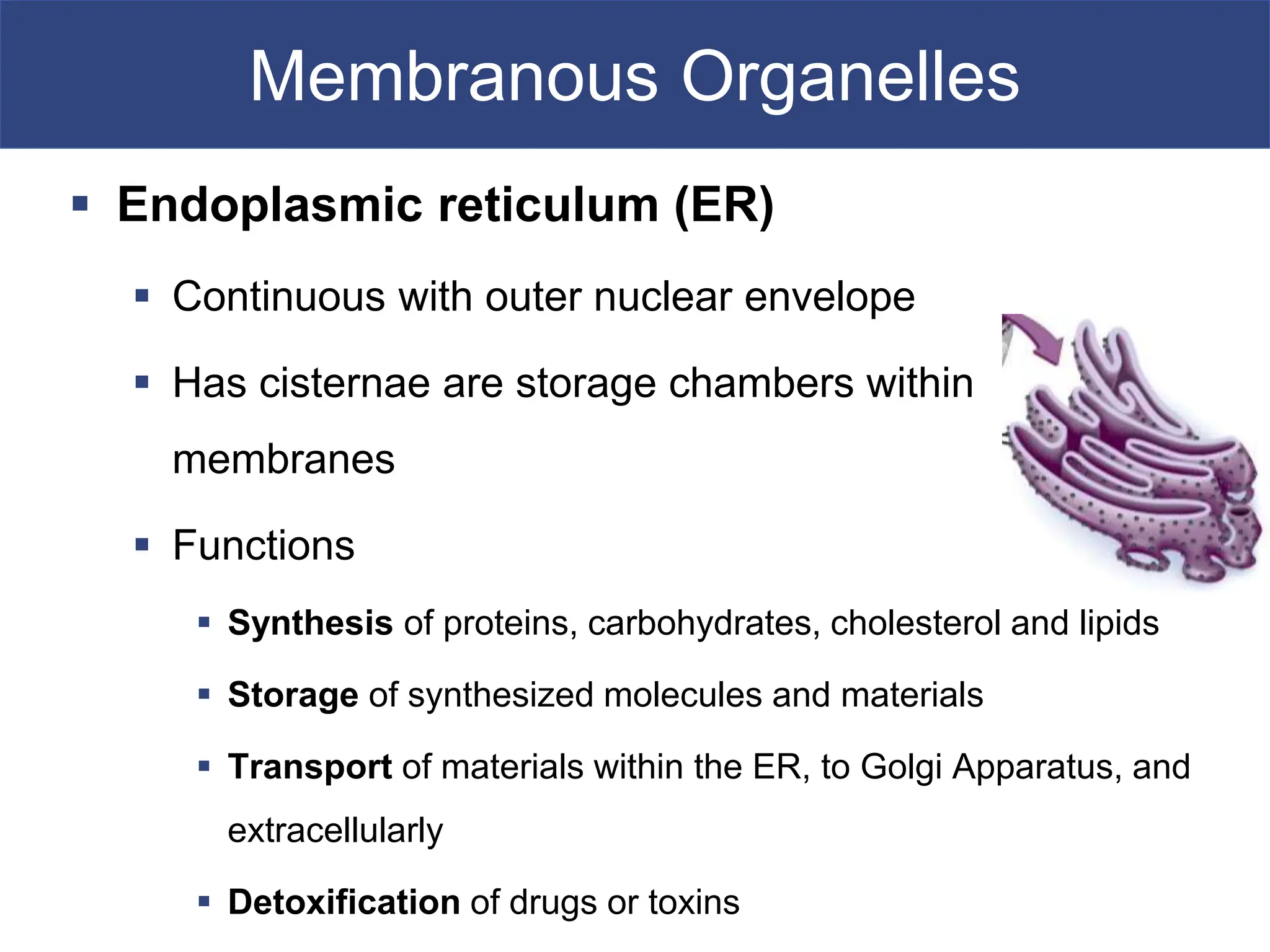 Physiology of Cell, Tissues, Membranes and Glands.ppt