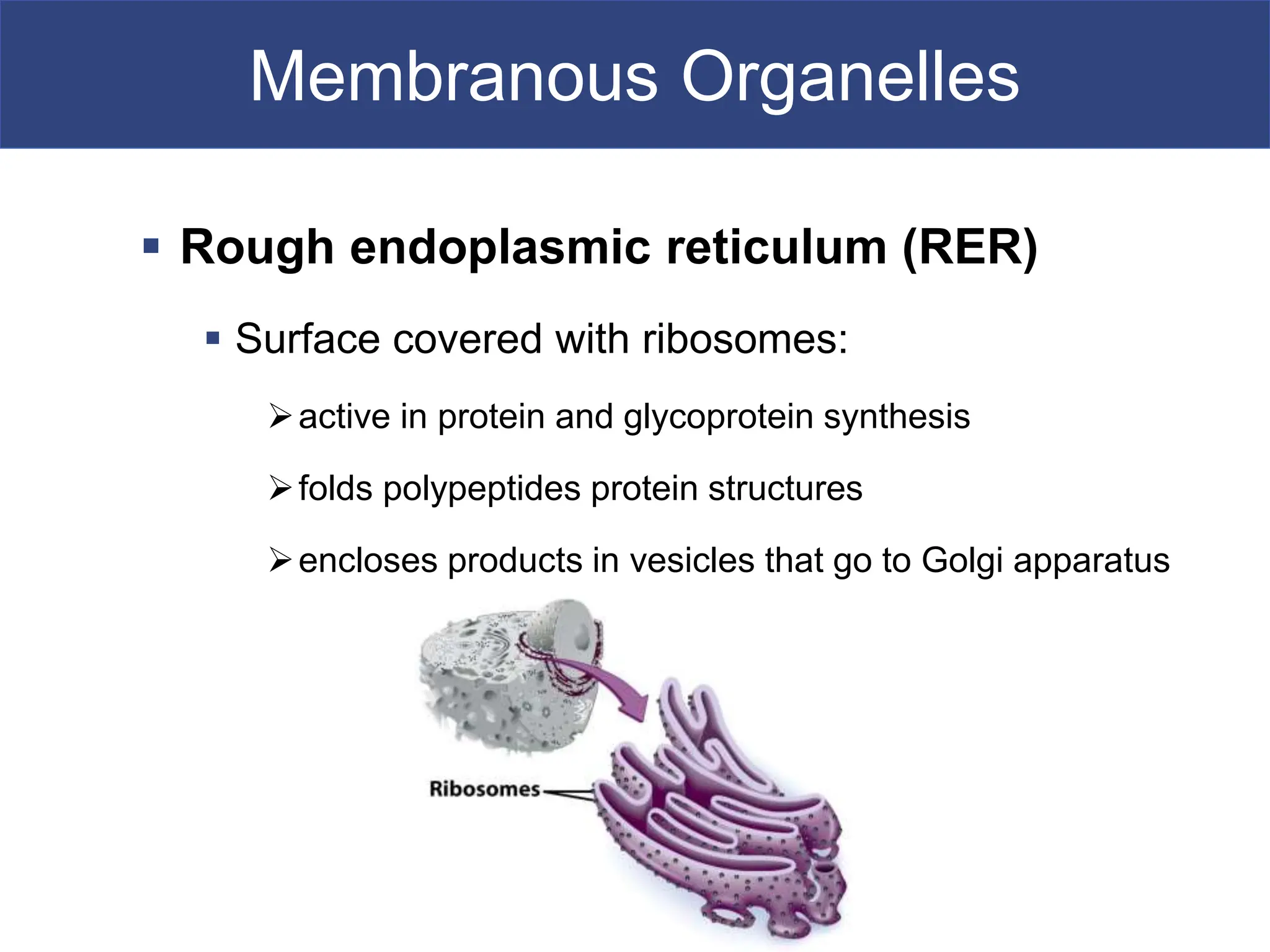 Physiology of Cell, Tissues, Membranes and Glands.ppt