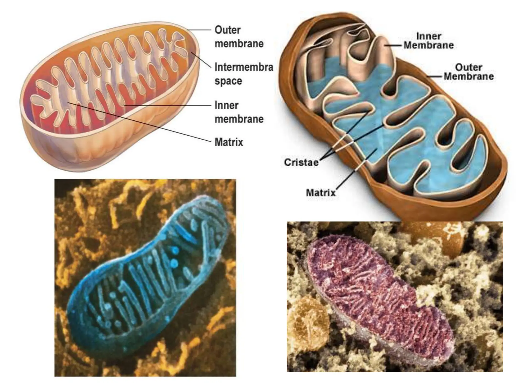 Physiology of Cell, Tissues, Membranes and Glands.ppt