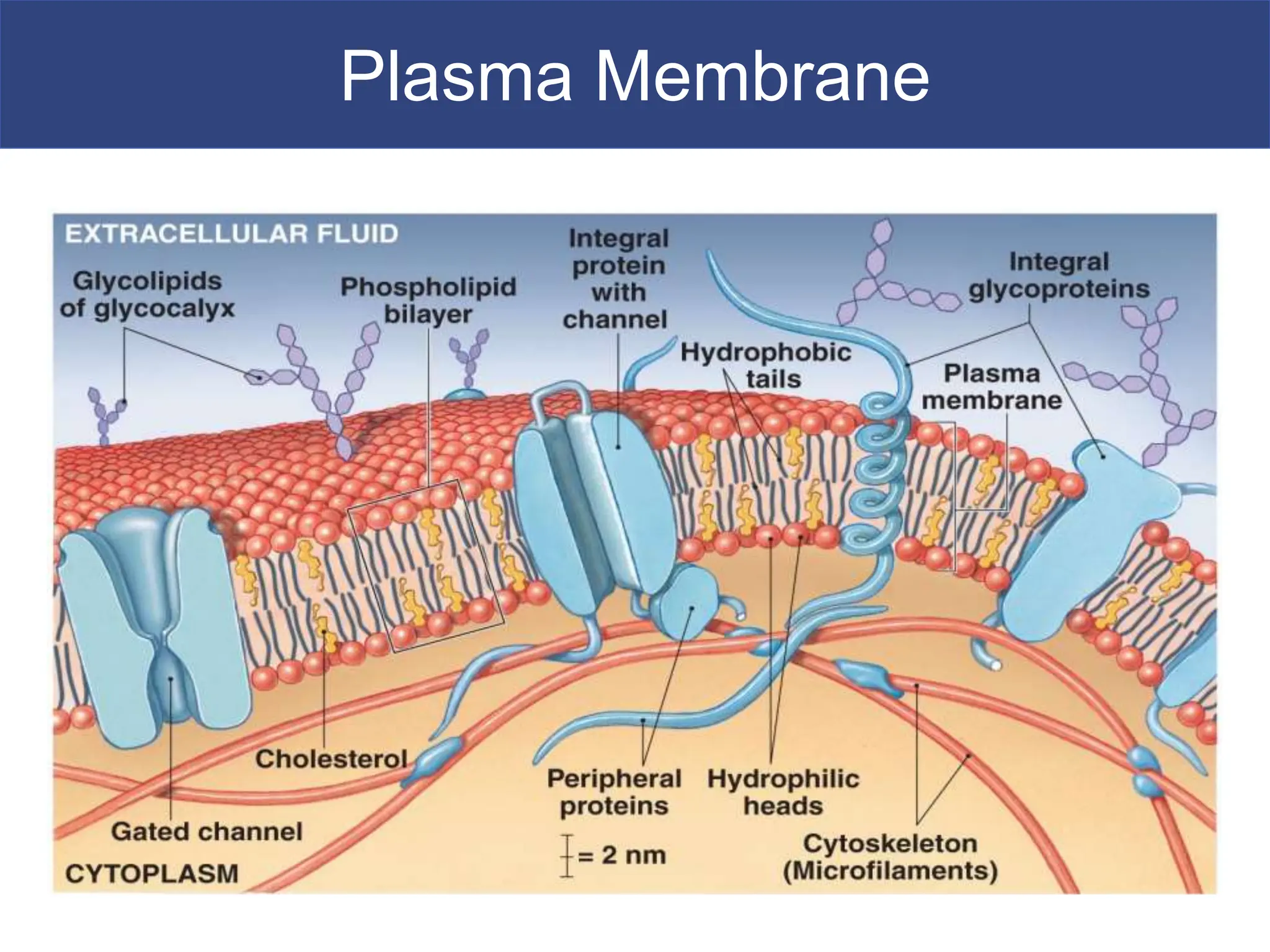 Physiology of Cell, Tissues, Membranes and Glands.ppt | Biological ...