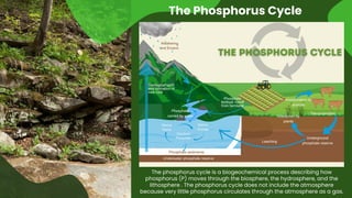 Here's how Posphorus Circulates through its cycle.pptx.pdf