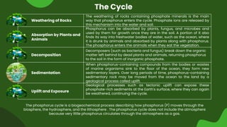 Here's how Posphorus Circulates through its cycle.pptx.pdf
