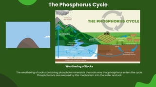 Here's how Posphorus Circulates through its cycle.pptx.pdf
