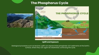 Here's how Posphorus Circulates through its cycle.pptx.pdf