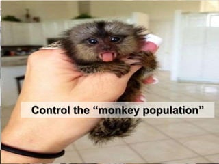 Importance of Monkey Management for Managers | PPTX